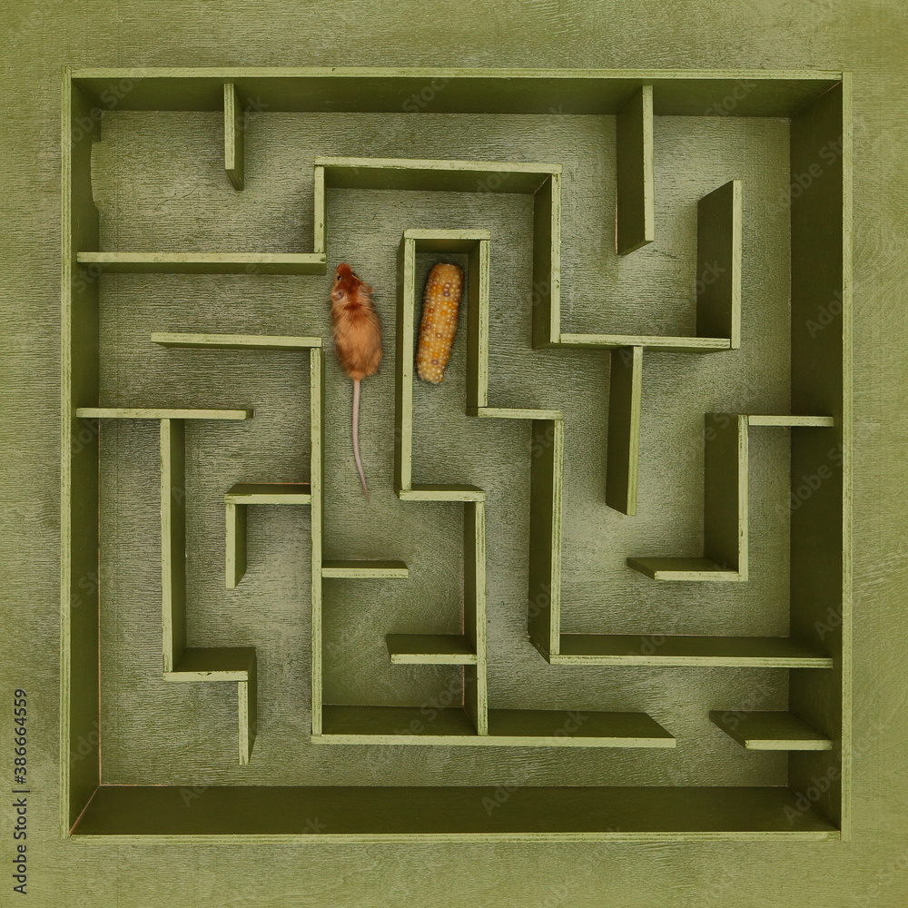 Zdjęcie Stock: Cute mouse looks for food in maze. Lucky mouse got lost ...