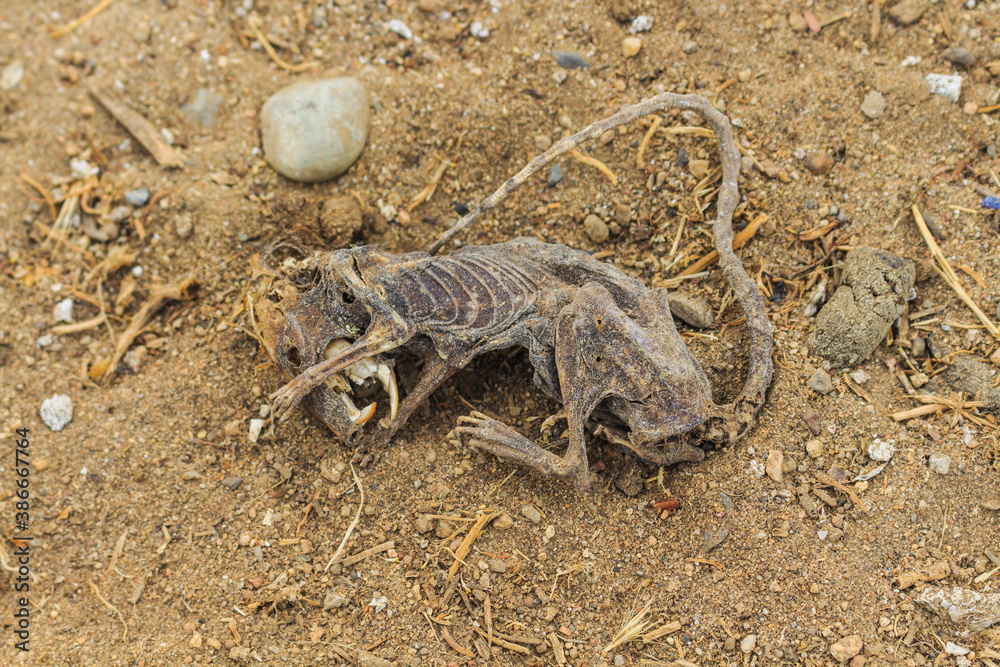 proceso de descomposición Stock Photo | Adobe Stock