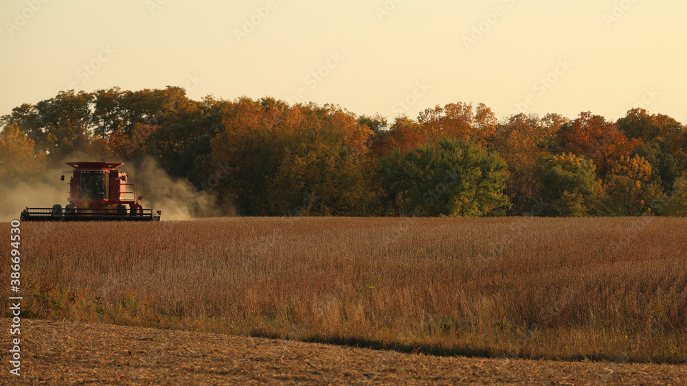 Farmer using a fed combine harvests soybeans in a dusty field in late ...