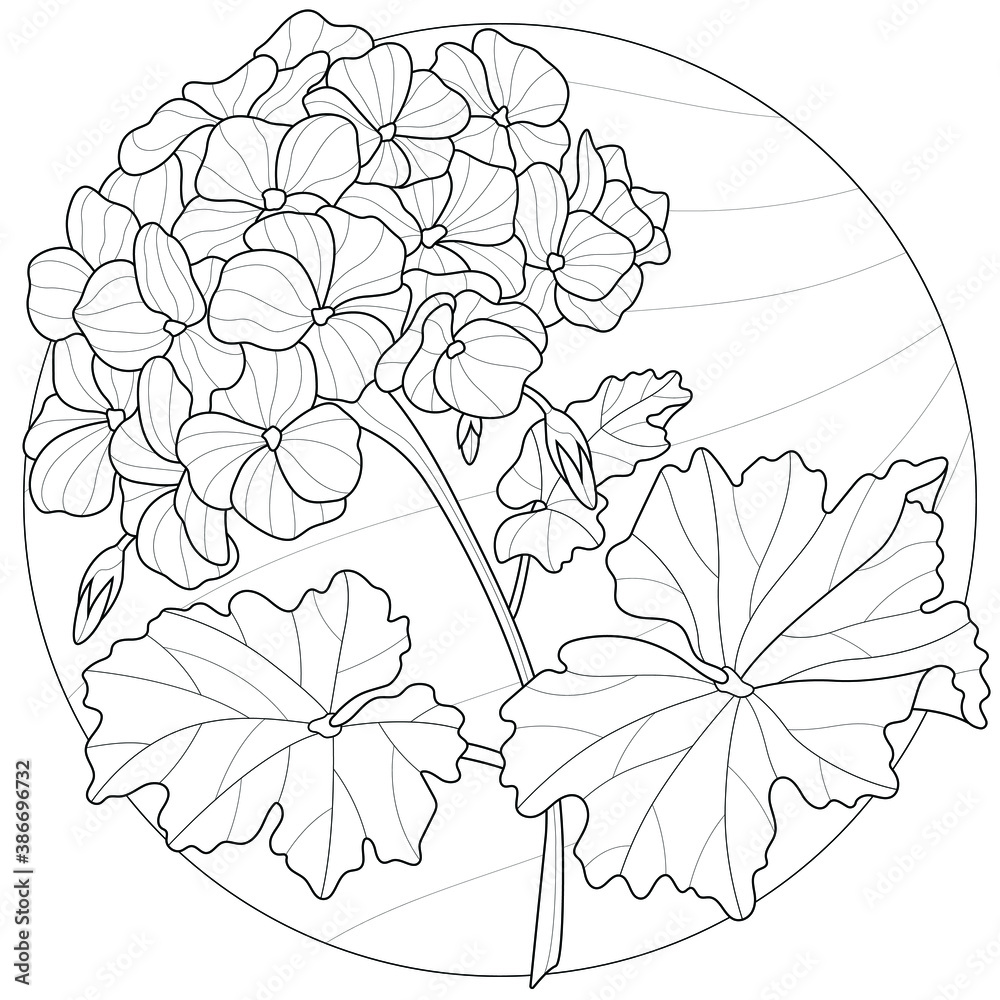 Geranium flower.Coloring book antistress for children and adults ...