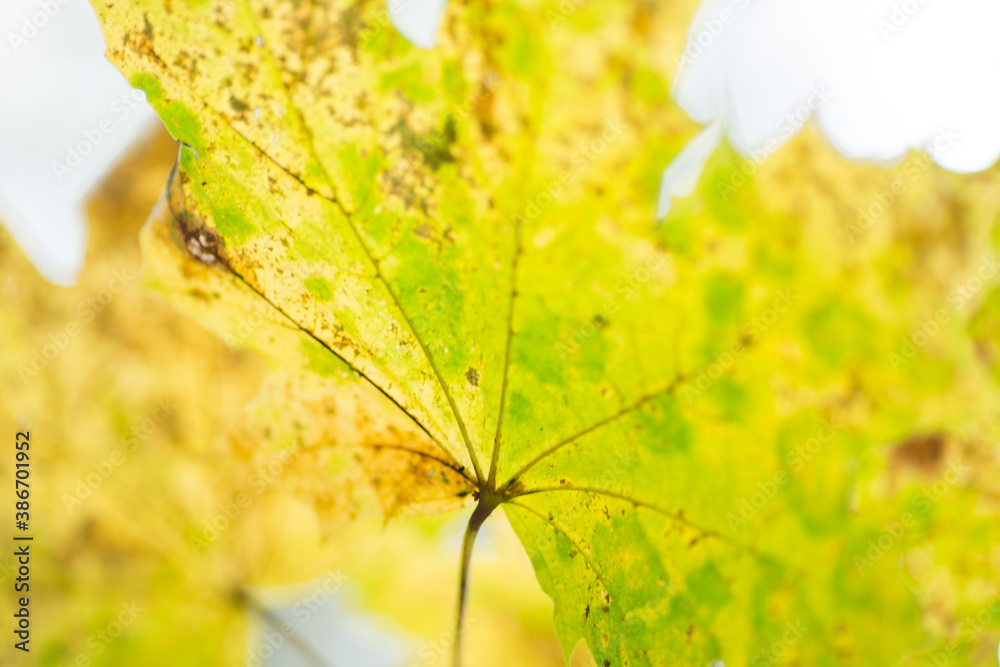 ugly autumn leaves.Sick maple leaf. The plant is damaged by aphids ...