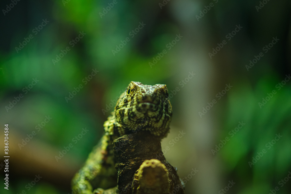 Close-up of a Chinese crocodile lizard (Shinisaurus crocodilurus) with ...