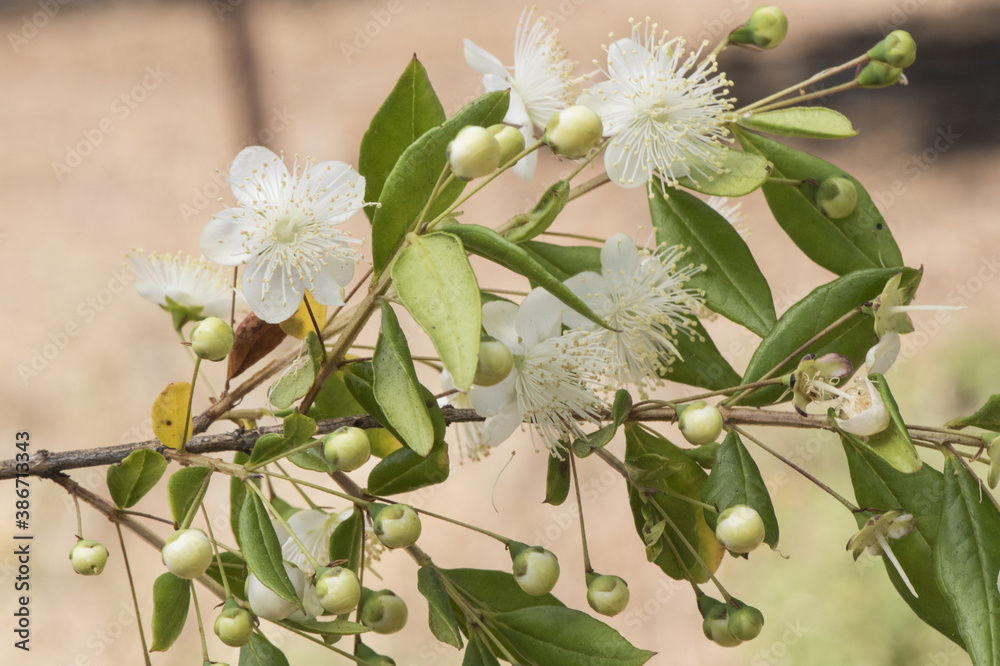 Myrtus communis myrtle shrub with green leaves and beautiful white ...