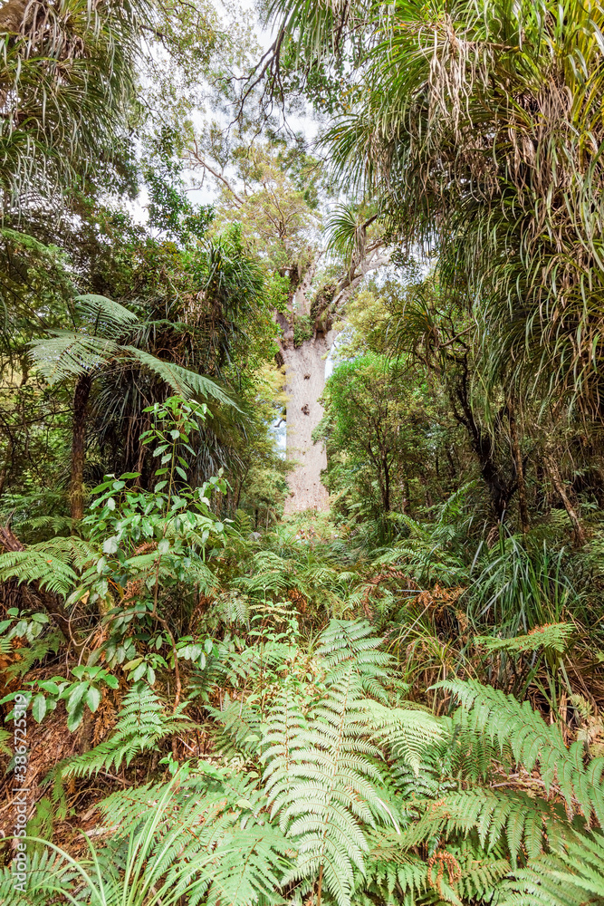 Tane Mahuta, the giant Kauri Tree in rainforest Stock Photo | Adobe Stock