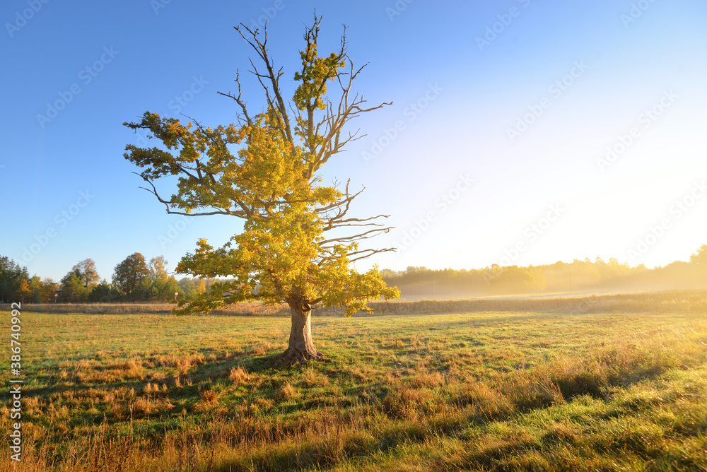 Ancient half dead, half living mighty golden oak tree at sunrise, close ...