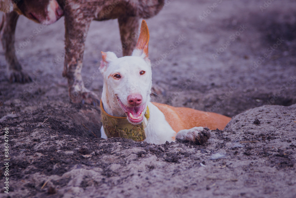 Happy podenko ibitsenko chills in the summer in a hole dug in the ...