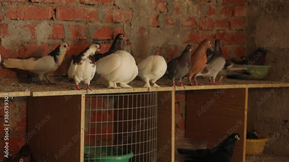 Pigeons are a rare breed with large circles around the eyes. Dovecote ...