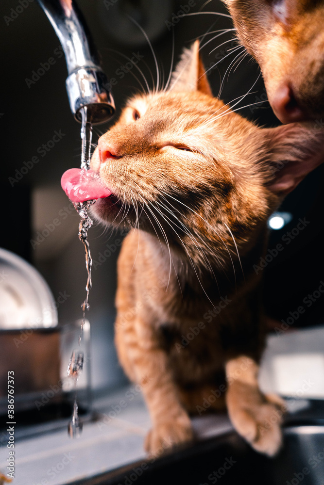 gato naranja tomando agua del grifo Stock Photo | Adobe Stock