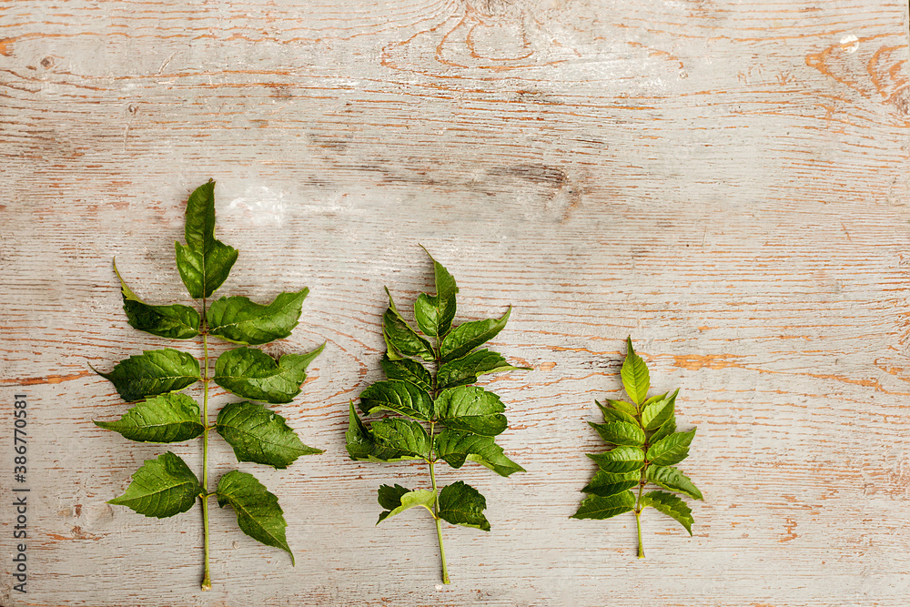 Three branches of the Kampsis radikana family Bignoniaceae of different ...