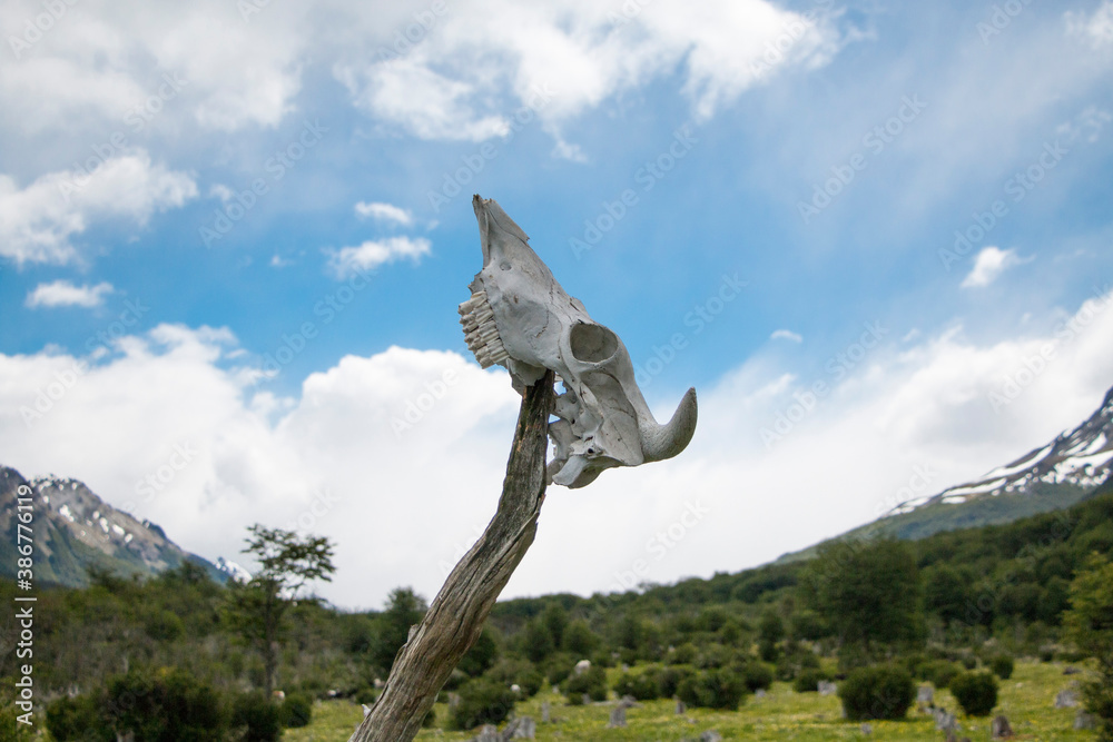 Una calavera de la bestia hallada en el valle de fuego. El imagen echo ...