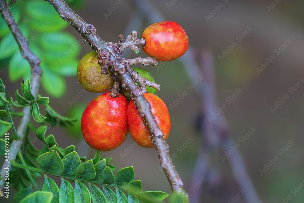 Spondias purpurea fruits is commonly known as jocote, Siriguela or ...
