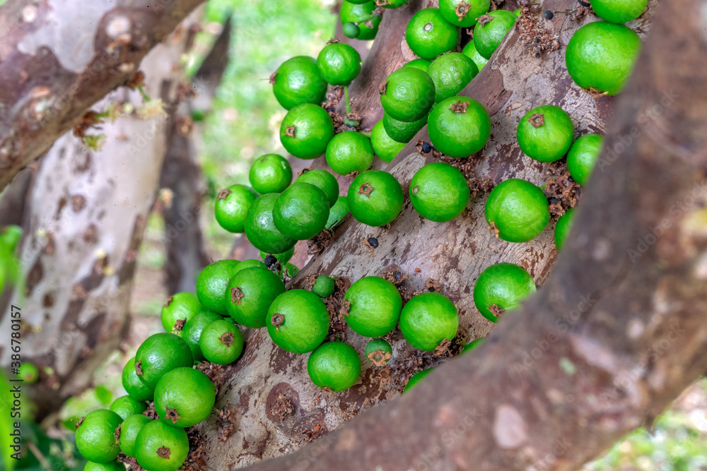 The young fruit of the jaboticaba growing on the tree trunk. Jabuticaba ...