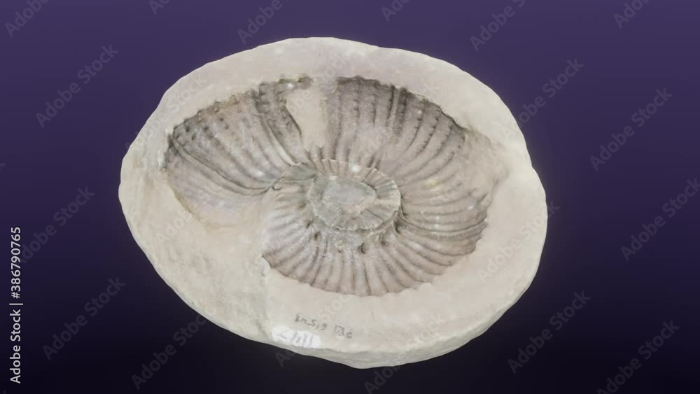 Fossil specimen (external mold) of the ammonoid cephalopod Gunnarites ...