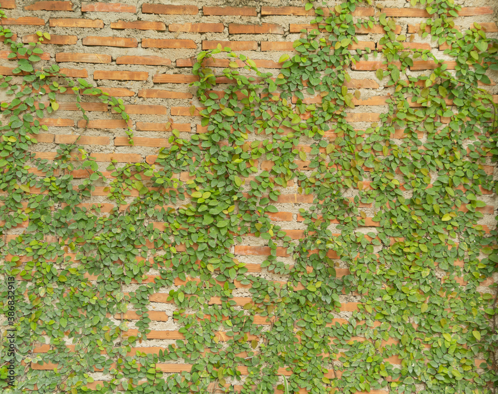 Red brick wall pattern surface texture with Ivy plant with leaves ...
