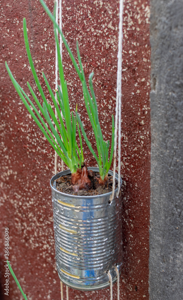 Saplings of vegetable in recycled cans as a vertical garden, Waste ...