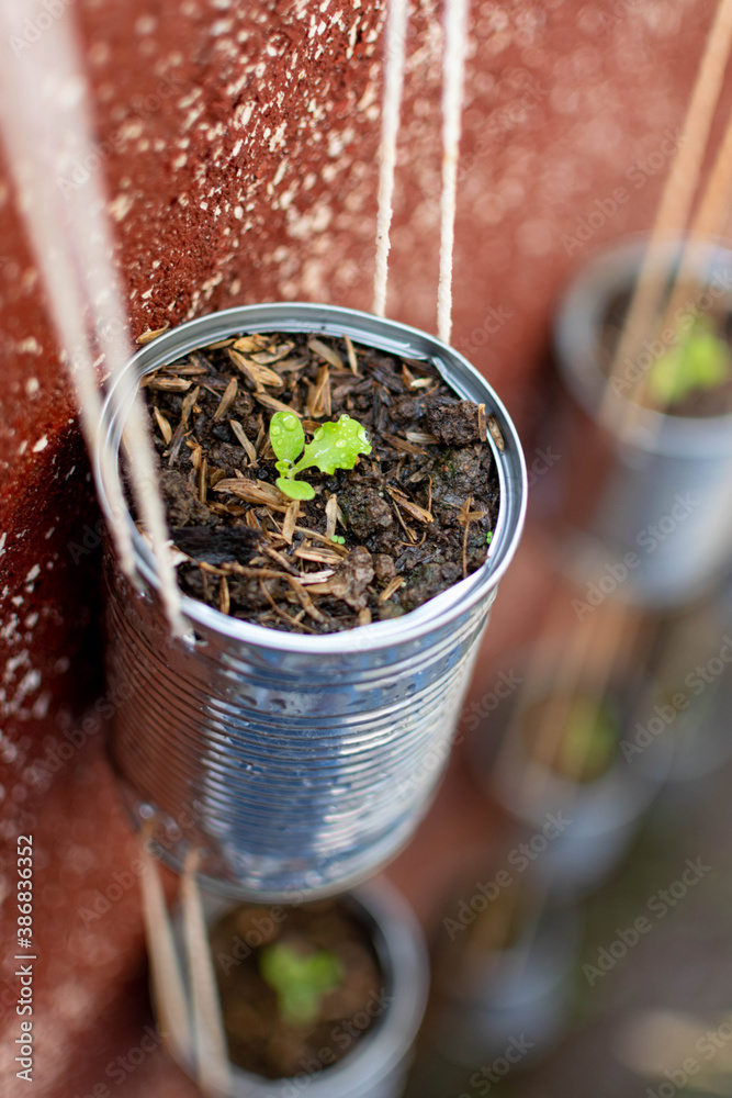 Saplings of vegetable in recycled cans as a vertical garden, Waste ...