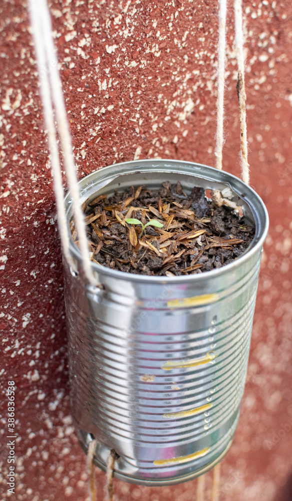 Saplings of vegetable in recycled cans as a vertical garden, Waste ...