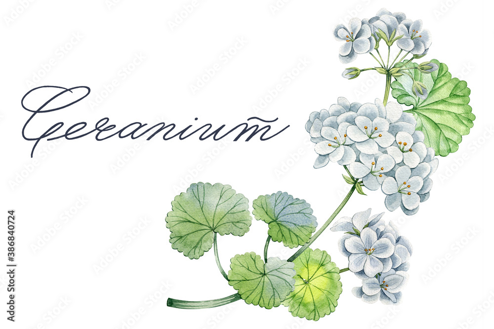 Watercolor Geranium flowers. Hand drawn white geranium branch can be ...