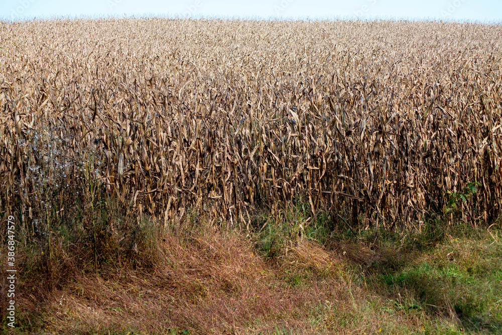 Full frame image of an agricultural corn field in natural sunlight ...