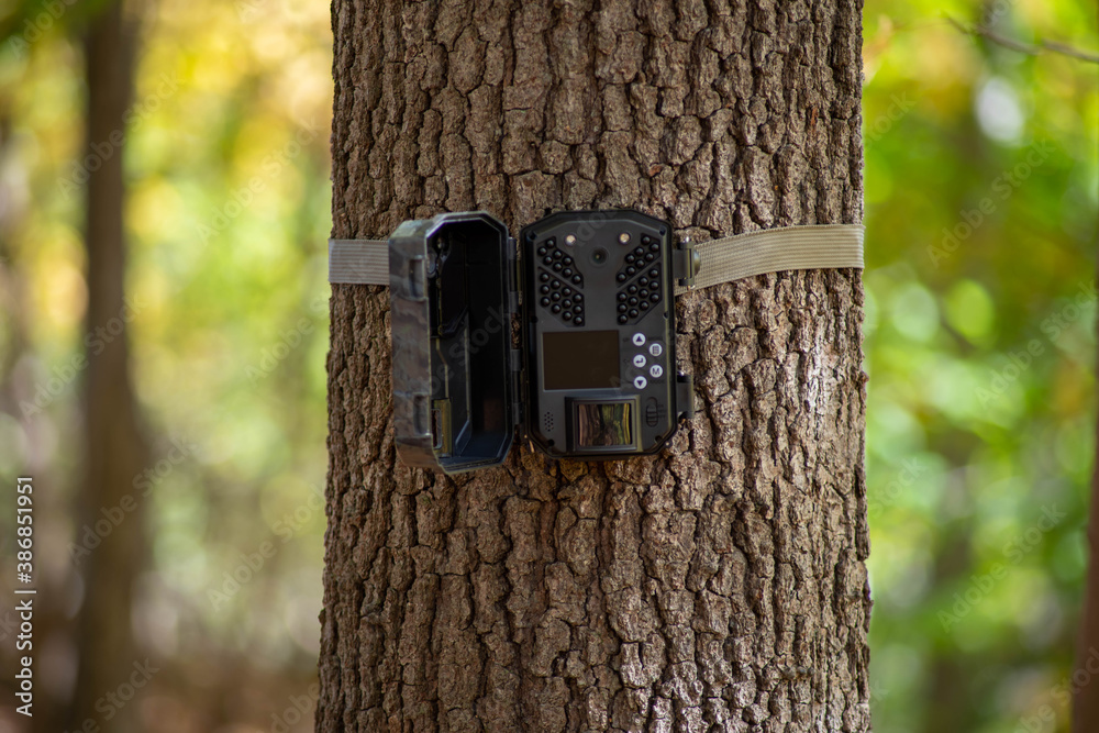 Trail camera strapped to tree trunk is open for operation. Woodland ...