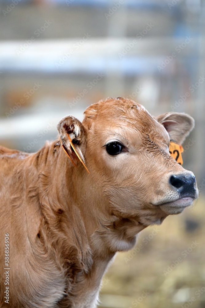 portrait de veau aubrac en stabulation Stock Photo | Adobe Stock