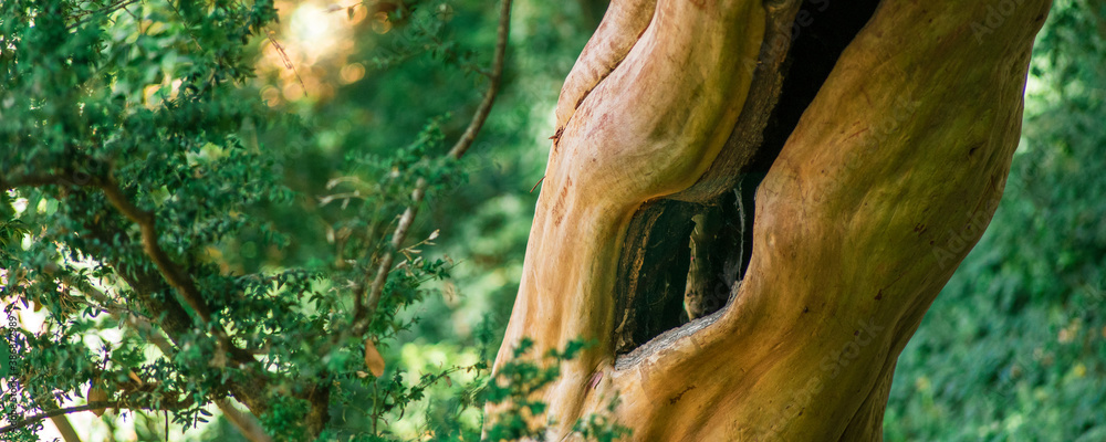 Old walnut tree trunk detail texture as natural background. Stock Photo ...