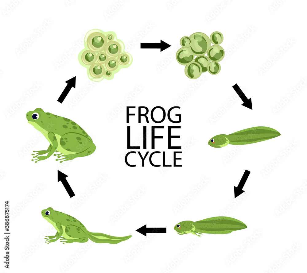 Life cycle of a frog. Cute cartoon wild animal. Frog life cycle stages ...