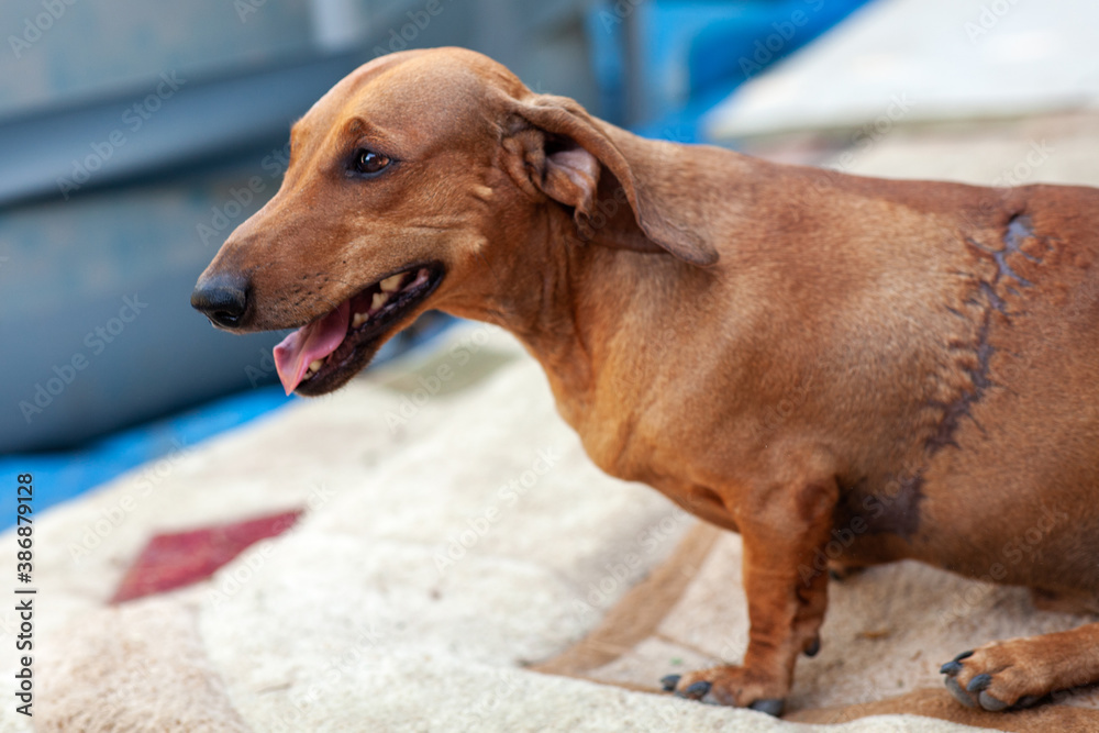Cute ginger dachshund with smiling face and terrible scar across the ...