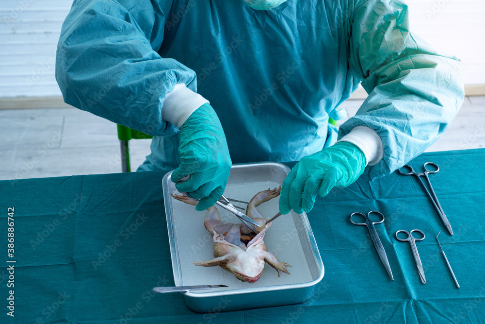 Scientists operate about anatomy and physiology of frogs in the ...