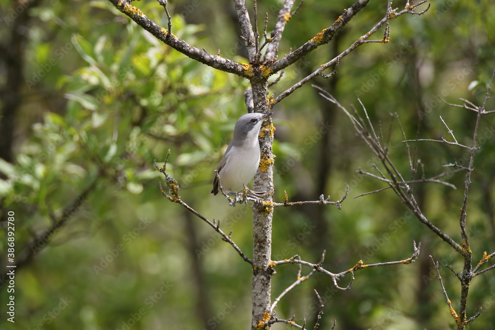 Foto de lesser whitethroat (Curruca curruca) Germany do Stock | Adobe Stock