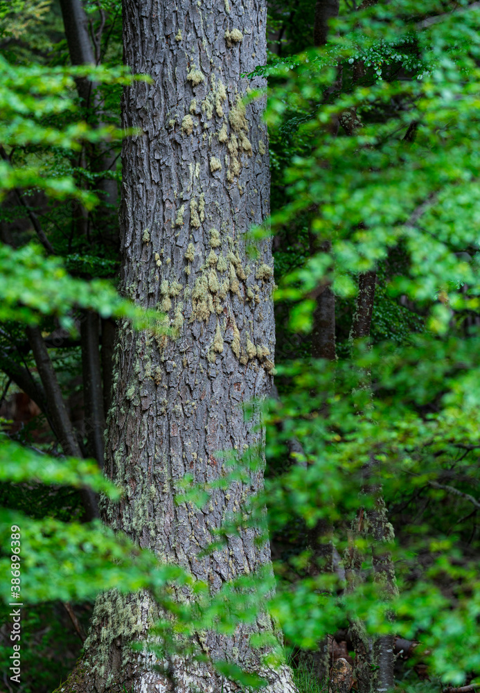 Lenga tree, Nothofagus pumilio, Wulaia Bay, Navarino Island, Murray ...