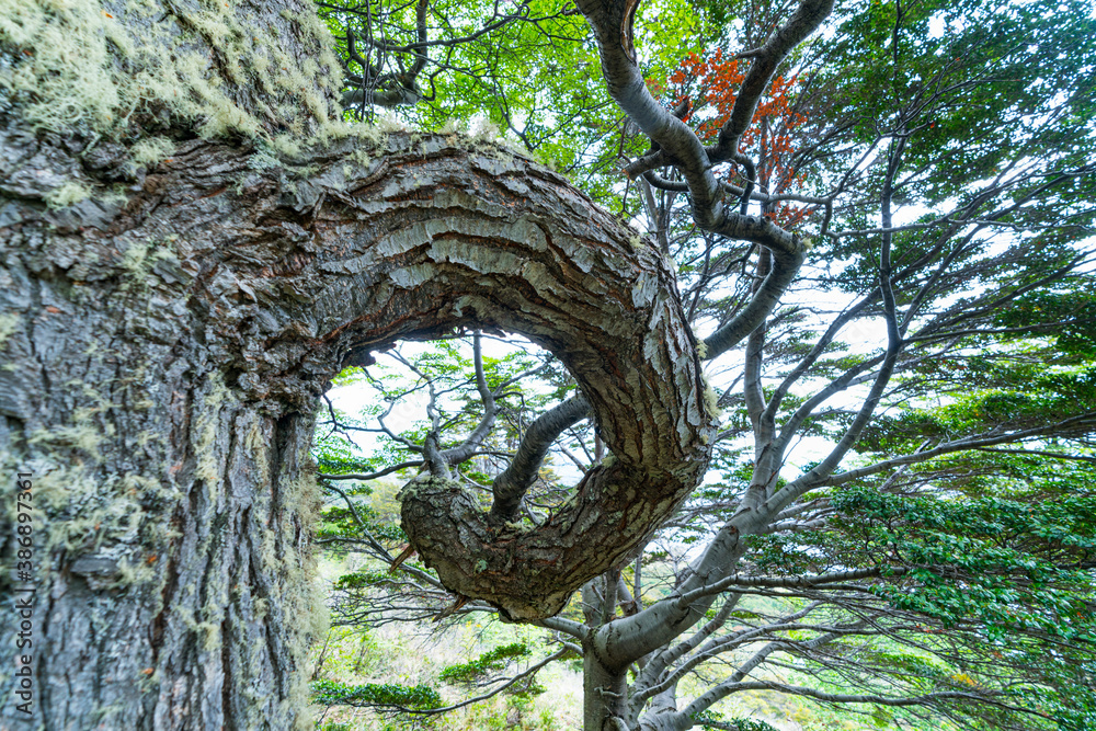 Lenga tree, Nothofagus pumilio, Wulaia Bay, Navarino Island, Murray ...