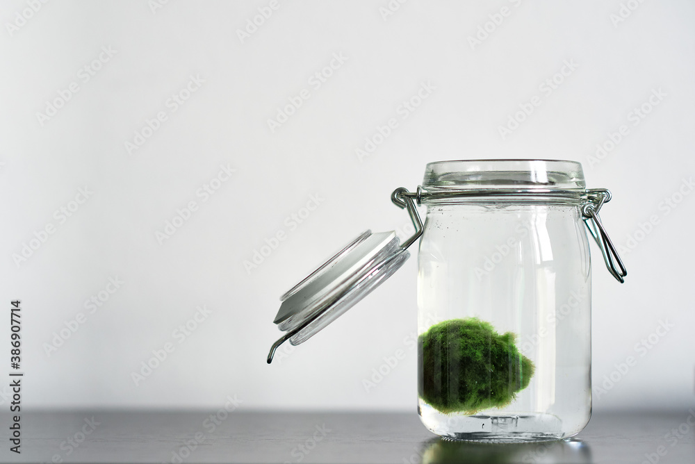 Close up of Marimo moss ball in a glass jar with copy space horizontal ...