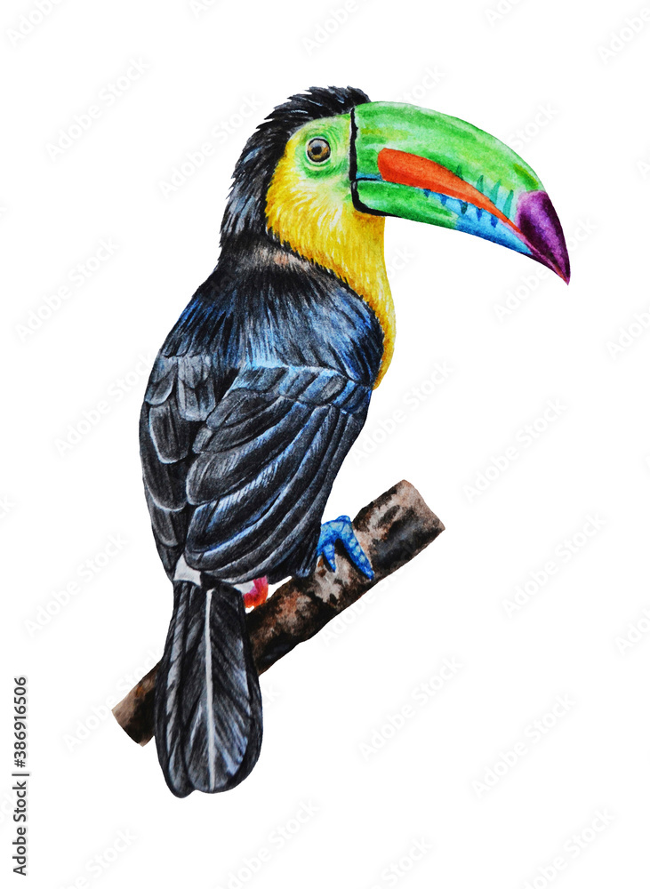 Keel Billed Toucan Drawing