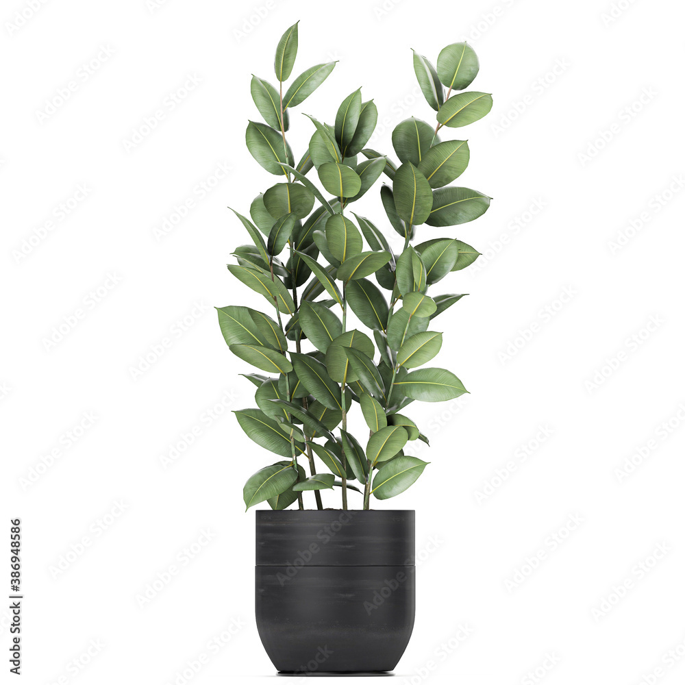 Ficus tree in a black pot isolated on white background Stock Photo ...