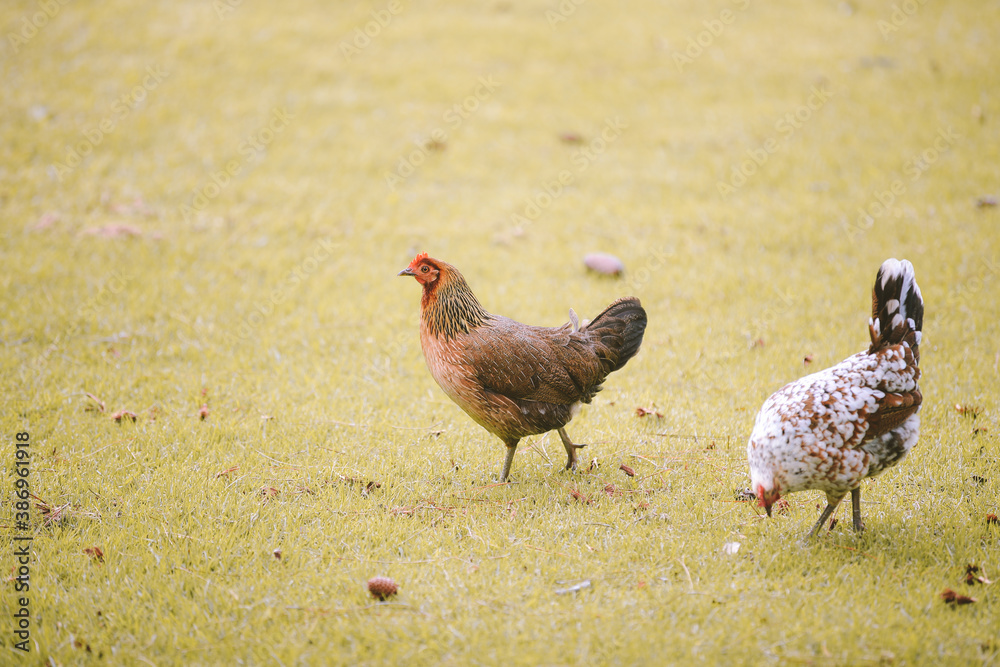 Feral Chickens, Kokee State Park Campground, Kauai, Hawaii Stock Photo ...