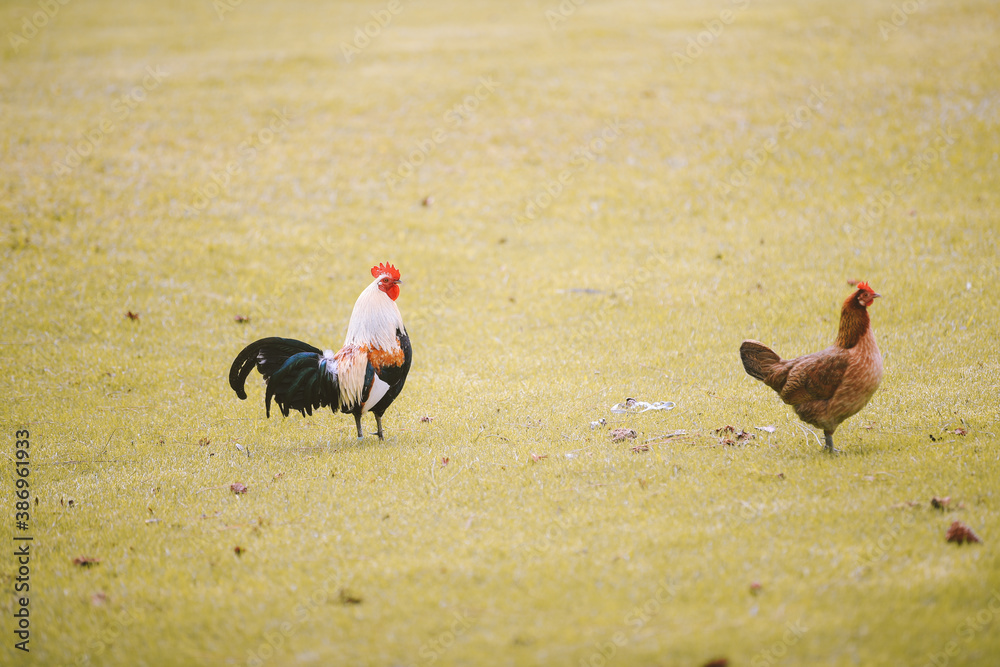 Feral Chickens, Kokee State Park Campground, Kauai, Hawaii Stock Photo ...
