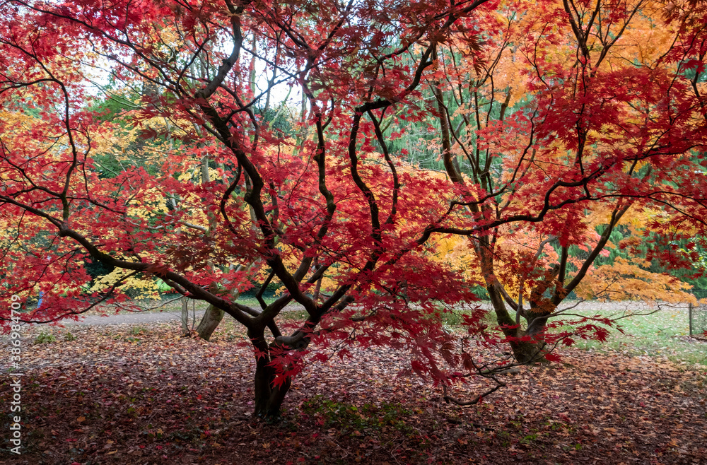 Acer and maple trees with leaves a blaze of autumn colour, photographed ...