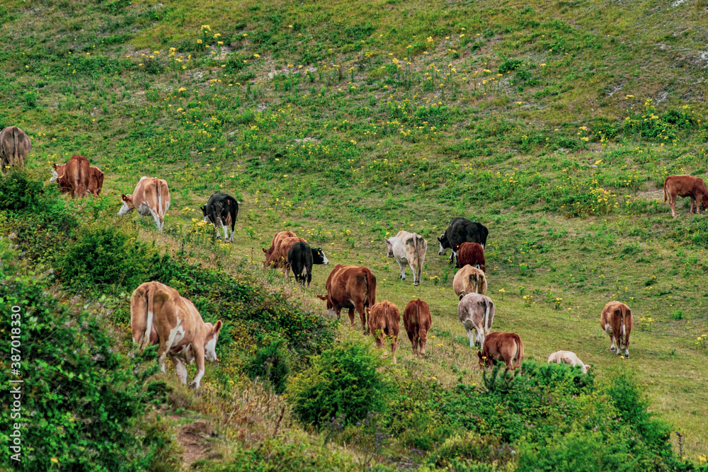 Cow herd walking and grazing on fle hillside field, free range cows ...