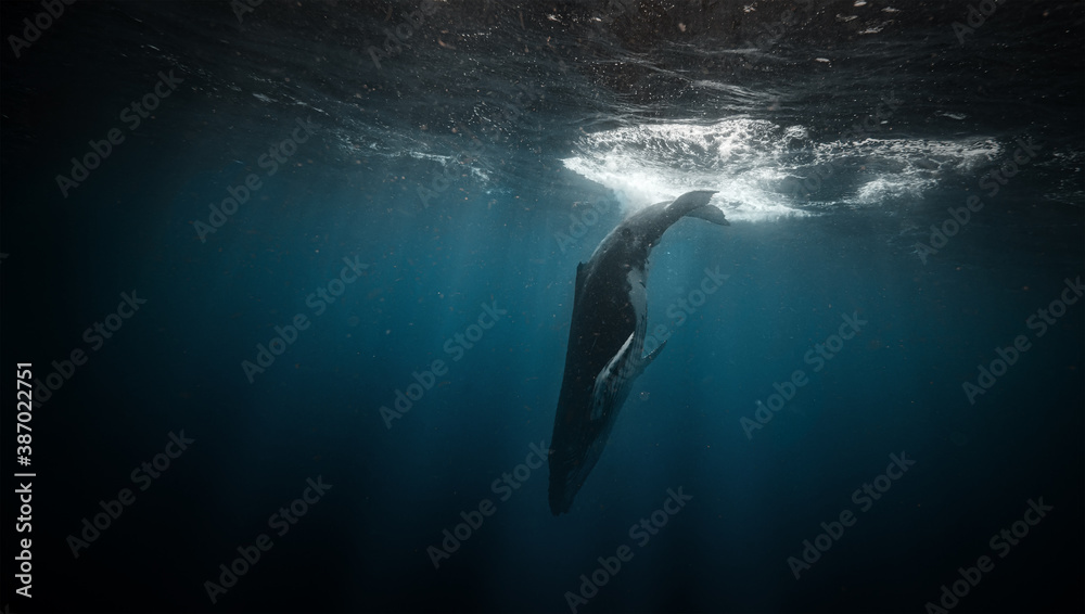 Humpback whale calf underwater diving down into the deep sea, blue ...