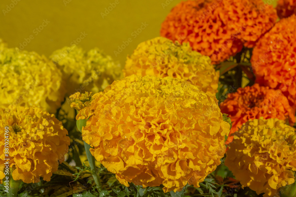 Detail of cempasuchil flowers (flower of the day of the dead) of orange ...