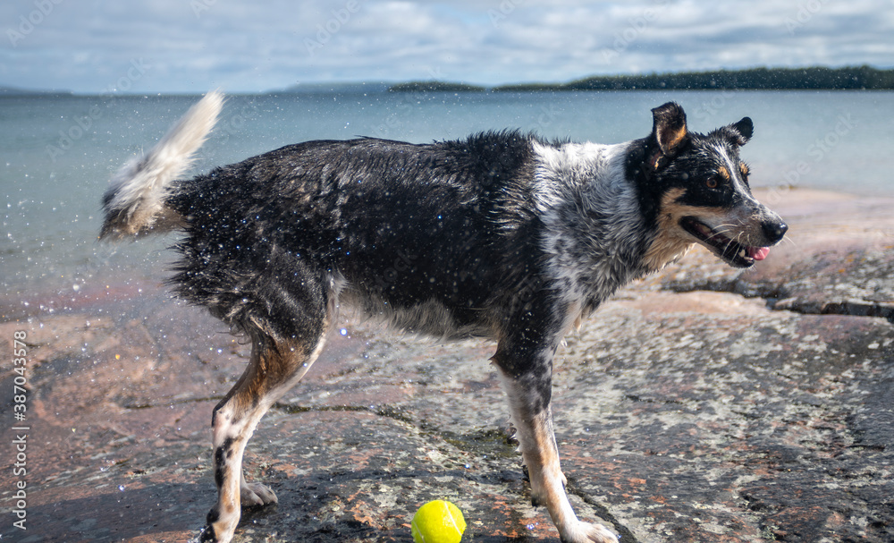 Border Collie mix Stock Photo | Adobe Stock