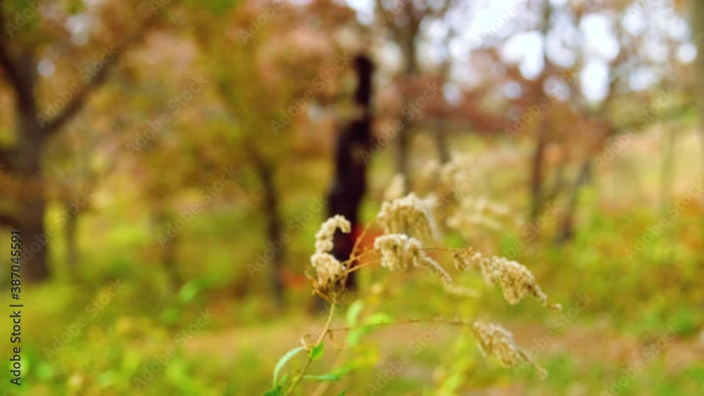 Tall flowering grass blows in the wind. An Autumn forest setting and a ...