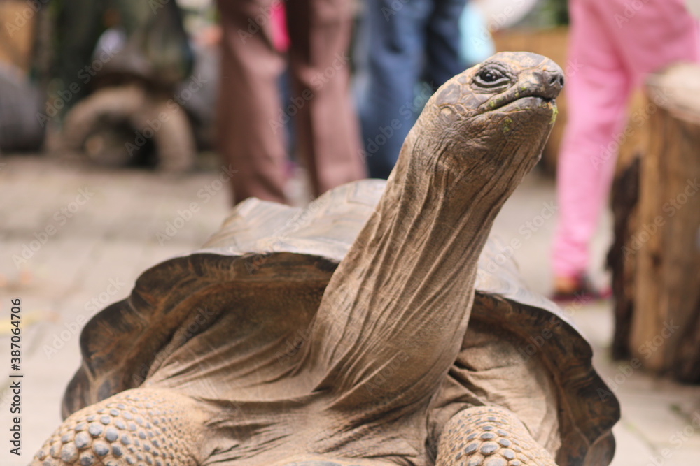 Turtles are reptiles of the order Testudines characterized by a special ...