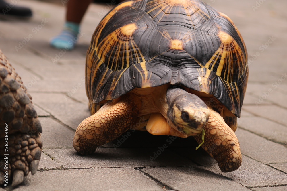 Turtles are reptiles of the order Testudines characterized by a special ...