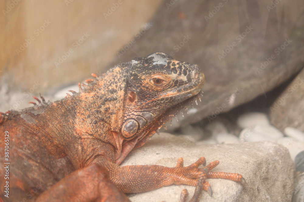 Reptiles are tetrapod animals in the class Reptilia, comprising today's ...