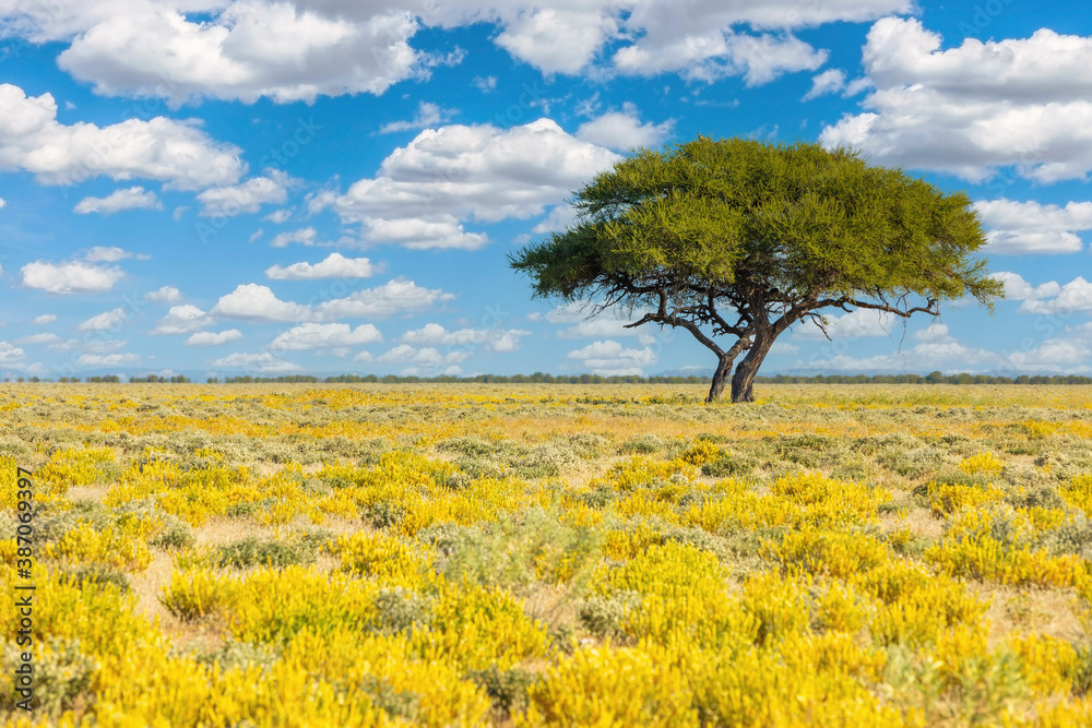 Kalahari Desert Rainfall