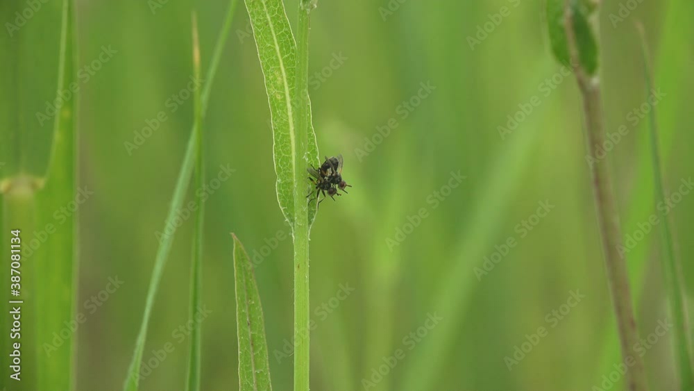 Two Tachinid fly, Active move Courtship rituals of insects and Mating ...