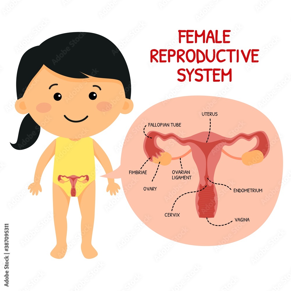 female reproductive system Stock Illustration | Adobe Stock