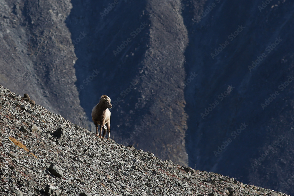 Siberian bighorn sheep (Ovis nivicola). Snow sheep on a rocky mountain ...